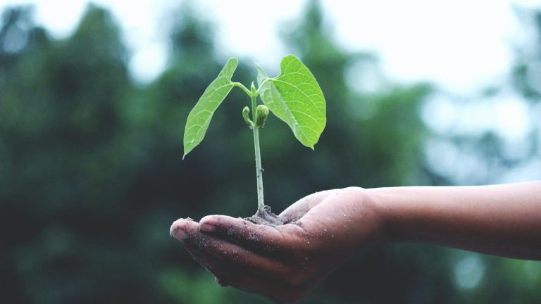 The Imperishable Seed Within – Smitten With Goodness